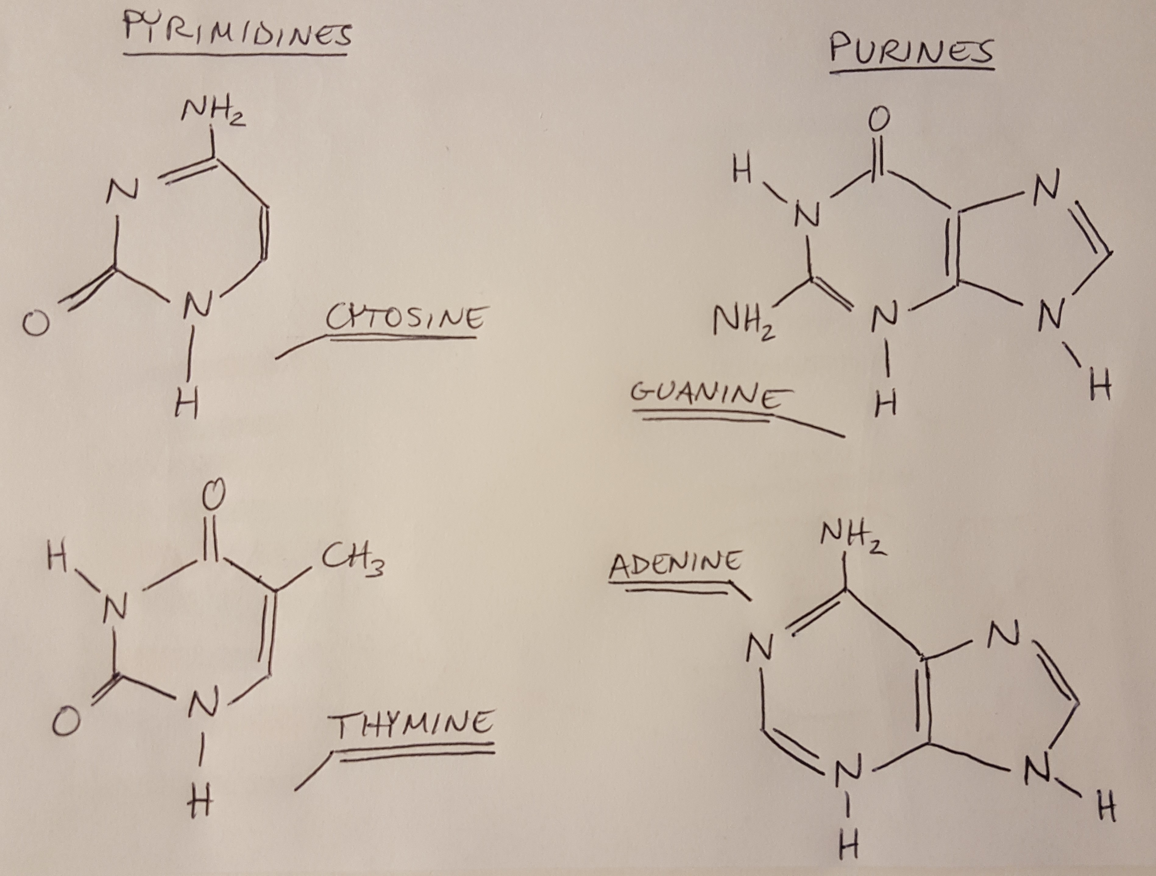 Nitrogen Base Structure